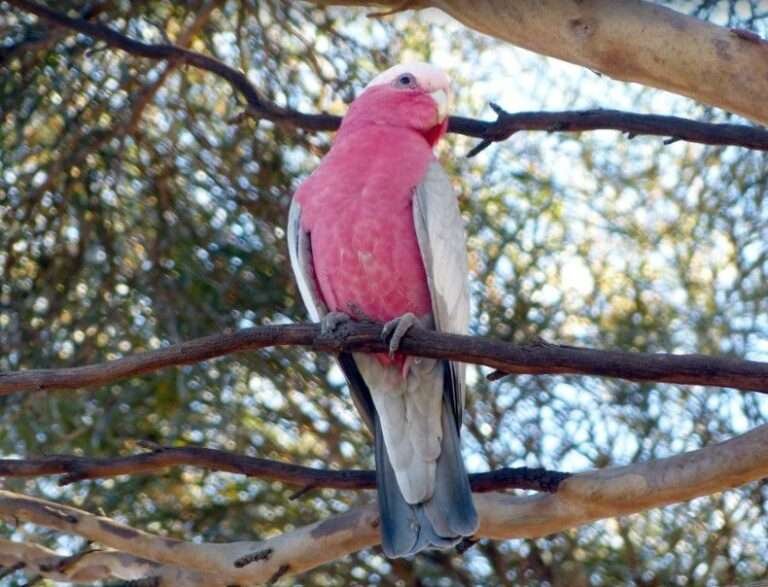 Top 10 Most Expensive Parrots in the World (to Keep as Pets 2023 ...