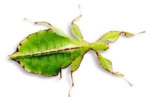 20 Animals with Superpowers (Unbelievable List 2023)