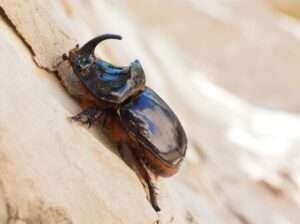 Top 30 Strongest Insects in the world (Most Powerful Insects 2023 ...