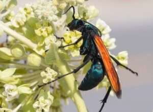 Top 30 Strongest Insects in the world (Most Powerful Insects 2023 ...