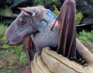 20+ Common Animals that Eat Fruits (Pictures & Facts) | Frugivore ...