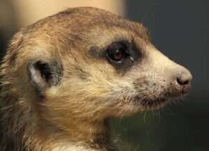 20+ Common Animals that Eat Fruits (Pictures & Facts) | Frugivore ...