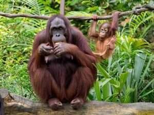 20+ Common Animals that Eat Fruits (Pictures & Facts) | Frugivore ...