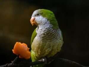 20+ Common Animals that Eat Fruits (Pictures & Facts) | Frugivore ...
