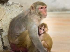 20+ Common Animals that Eat Fruits (Pictures & Facts) | Frugivore ...