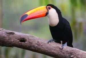 20+ Common Animals that Eat Fruits (Pictures & Facts) | Frugivore ...