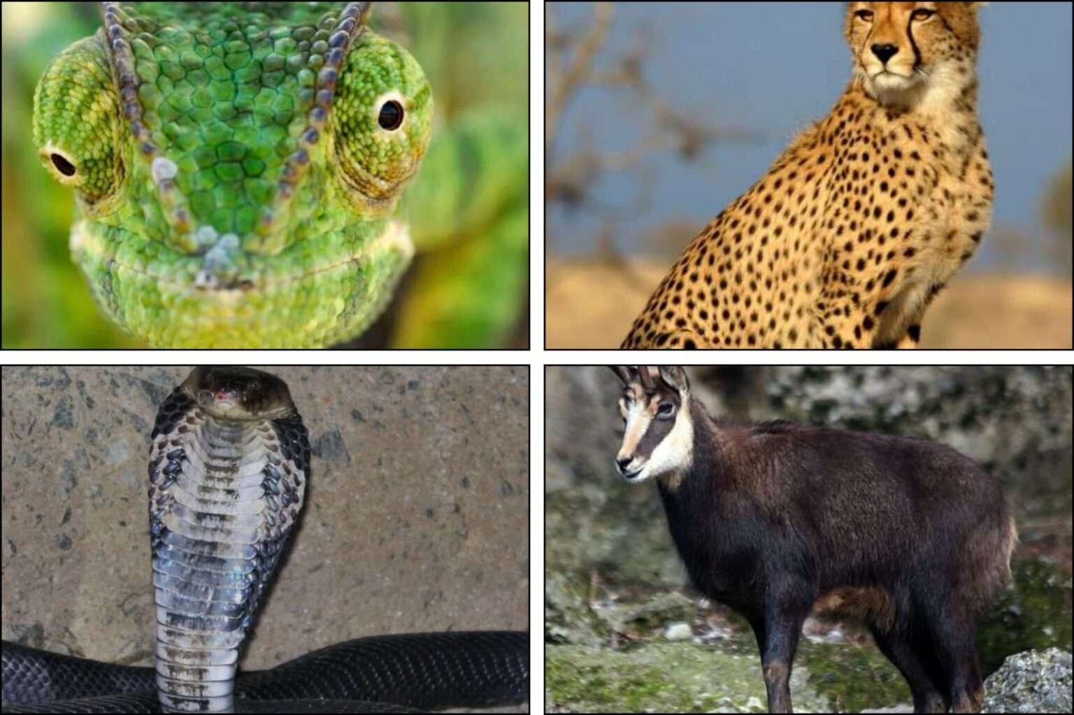 Popular 10 Animals that start with "ch" (Facts & Pictures) - HowitSee