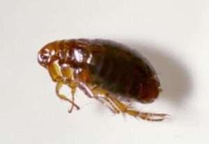 Most useless Insects or do Least for the Environment (List)