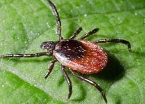 Most useless Insects or do Least for the Environment (List)