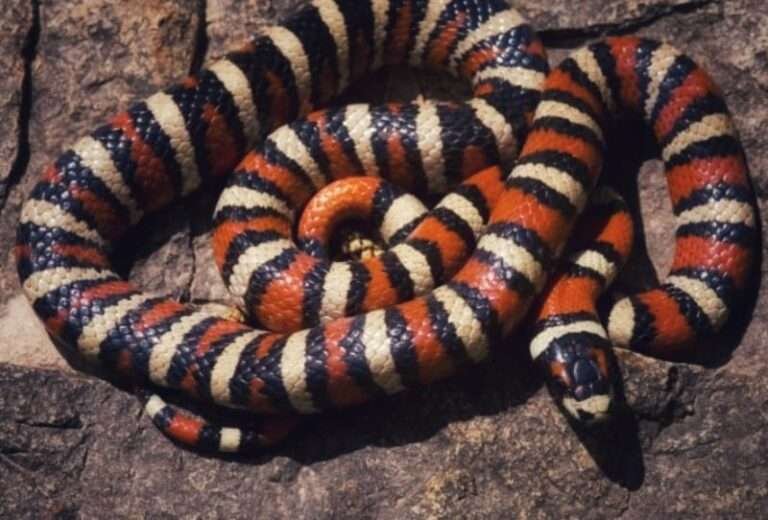 Identifying 20 Snakes that are Red, Black, and White in 2024: Updated ...