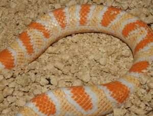 Discover 20+ Yellow and White Snakes Worldwide (List) - HowitSee