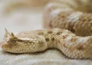 Discover 20+ Yellow and White Snakes Worldwide (List) - HowitSee