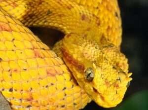 Discover 20+ Yellow and White Snakes Worldwide (List) - HowitSee