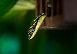 45+ Black and Yellow Snakes in the World (Are they dangerous?) | With ...