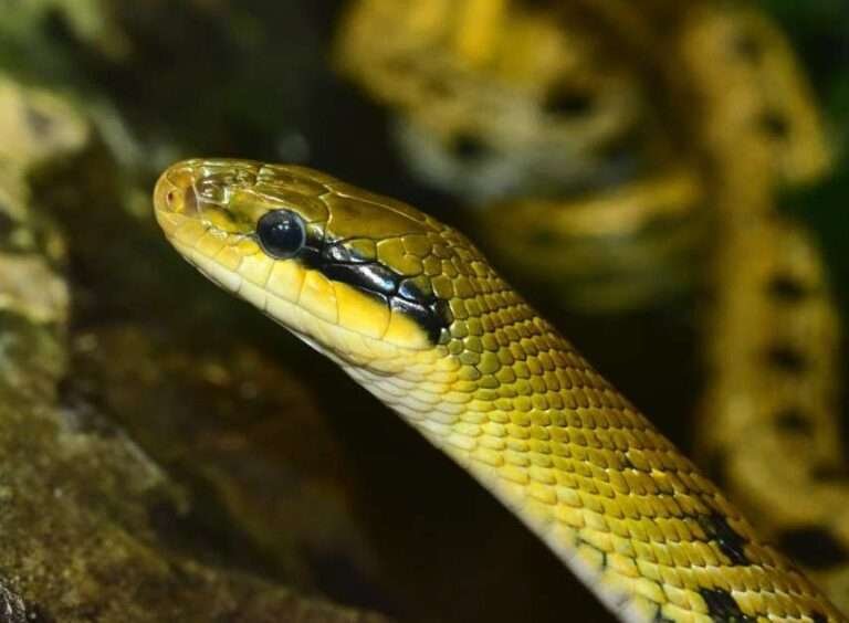 45+ Black and Yellow Snakes in the World (Are they dangerous?) | With ...