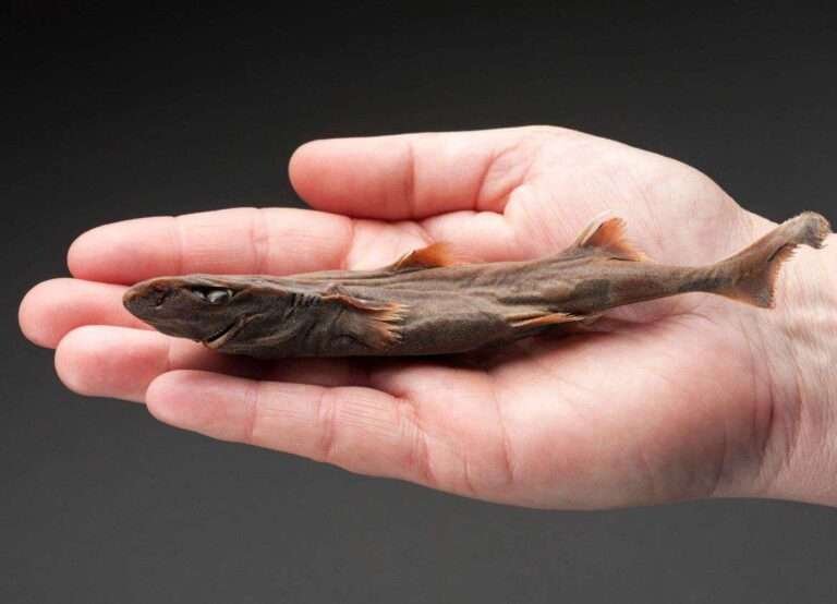 10+ Unbelievable Fish that Glow in The Dark (With Pictures) - HowitSee