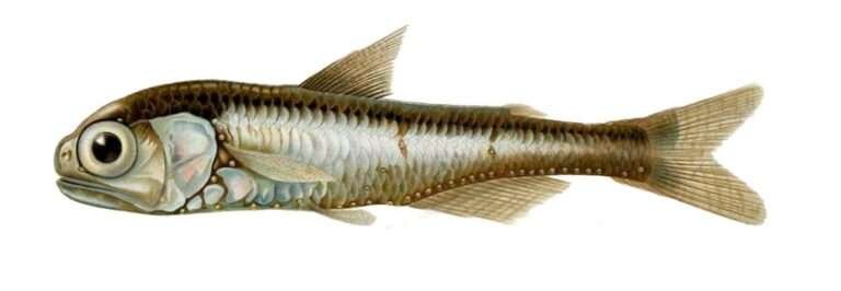 10+ Unbelievable Fish that Glow in The Dark (With Pictures) - HowitSee