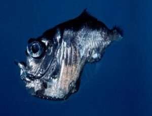 10+ Unbelievable Fish that Glow in The Dark (With Pictures) - HowitSee