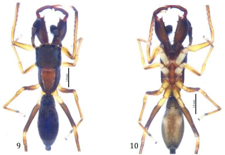15 Interesting Spiders that look like Ants (With Location, Size ...