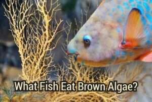 What Fish eat Brown Algae? (Answer with List) - HowitSee