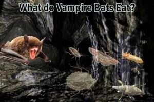 What do Vampire Bats Eat? Are they Dangerous? Answer with Explanation ...