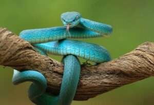 30+ Interesting Blue and Black Snakes (14 are Venomous) - HowitSee