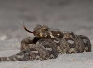 20 Rarest Brown and Black Snakes Worldwide (With Pictures) - HowitSee