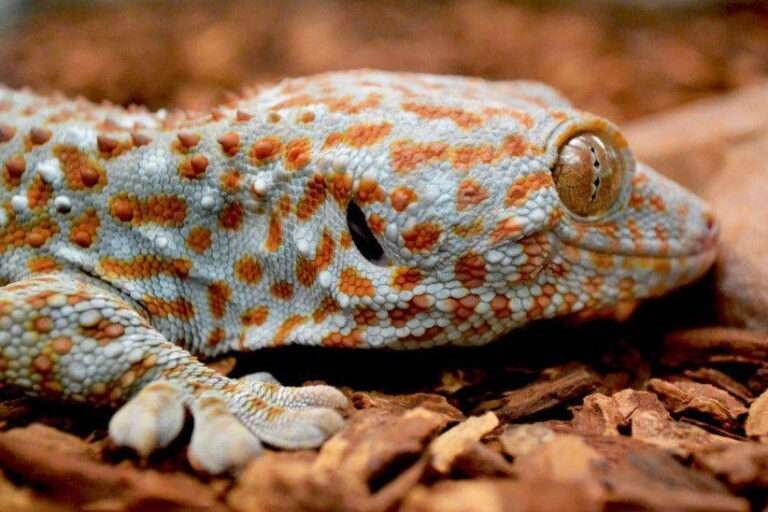 15+ Uncommon Orange Lizards in The World (Updated List) - HowitSee