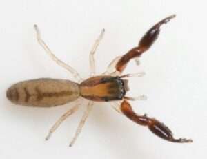 6+ True Spiders that look like Scorpions & (Why Do They Look Like ...