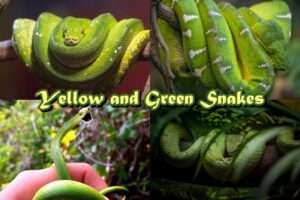 Fascinating World of Green and Yellow Snakes: List of 10+ Types - HowitSee