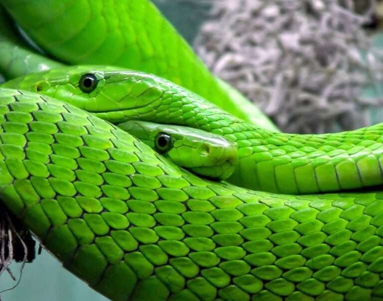 Fascinating World of Green and Yellow Snakes: List of 10+ Types - HowitSee