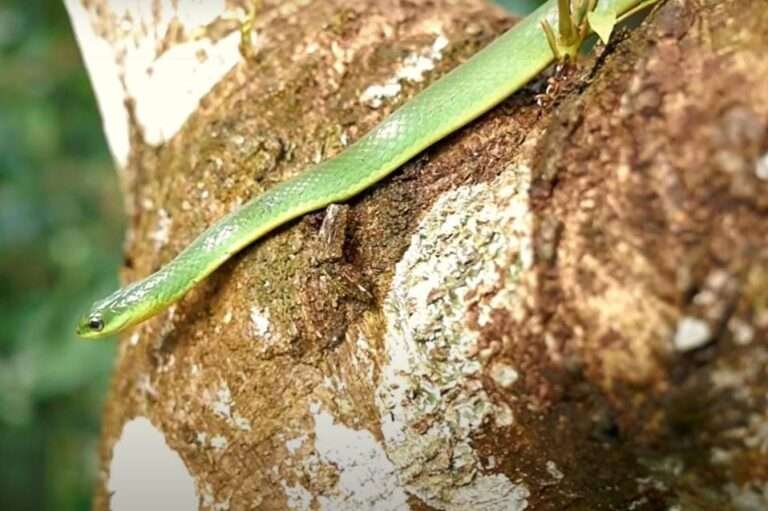 Fascinating World of Green and Yellow Snakes: List of 10+ Types - HowitSee