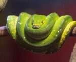 Fascinating World of Green and Yellow Snakes: List of 10+ Types - HowitSee