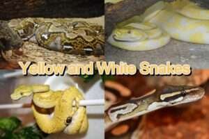 Discover 20+ Yellow and White Snakes Worldwide (List) - HowitSee