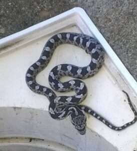 Baby Black Rat Snake: Identification, Price and Facts - HowitSee