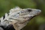 Black and White Lizards - Rarest Ones Worldwide (2024) Updated - HowitSee
