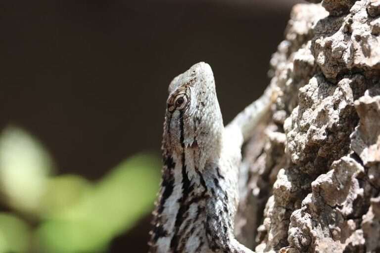 Black and White Lizards - Rarest Ones Worldwide (2024) Updated - HowitSee