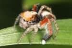 Cute Spiders: 10+ Spider Species That Look Cute - HowitSee