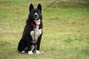 15+ Dogs That Can Fight Bears (And Protect You From Them 2023 ...