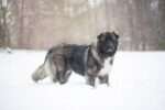 15+ Dogs That Can Fight Bears (And Protect You From Them 2023 ...