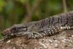 Top 30 Largest Lizards in the World (Big Lizards 2023) - HowitSee