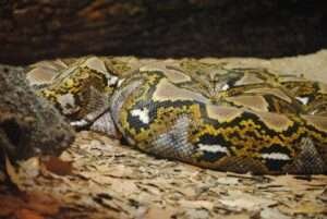Discover 20+ Yellow and White Snakes Worldwide (List) - HowitSee