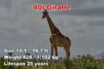 Top 60 Biggest Animals in the World (Ranked in Order) - HowitSee