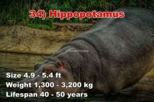 Top 60 Biggest Animals in the World (Ranked in Order) - HowitSee