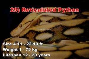 Top 60 Biggest Animals in the World (Ranked in Order) - HowitSee