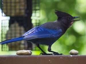 15 Beautiful Blue Birds with Black Heads (With Pictures) - HowitSee