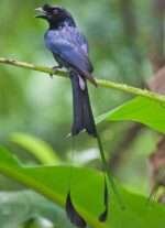 15 Beautiful Blue Birds with Black Heads (With Pictures) - HowitSee