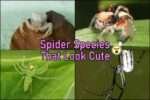 Cute Spiders: 10+ Spider Species That Look Cute - HowitSee