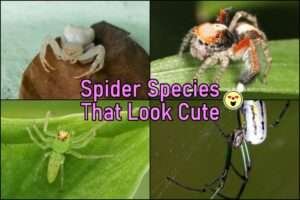 Cute Spiders: 10+ Spider Species That Look Cute - HowitSee