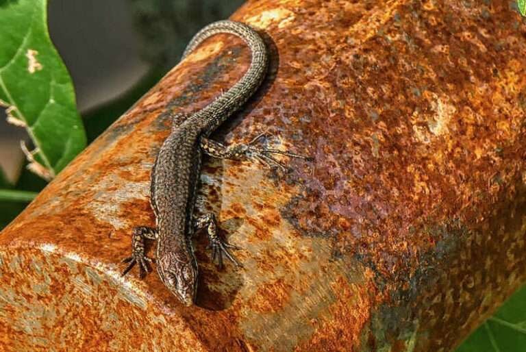 Discover 7 Types of Lizards in Canada (With Pictures 2023) - HowitSee